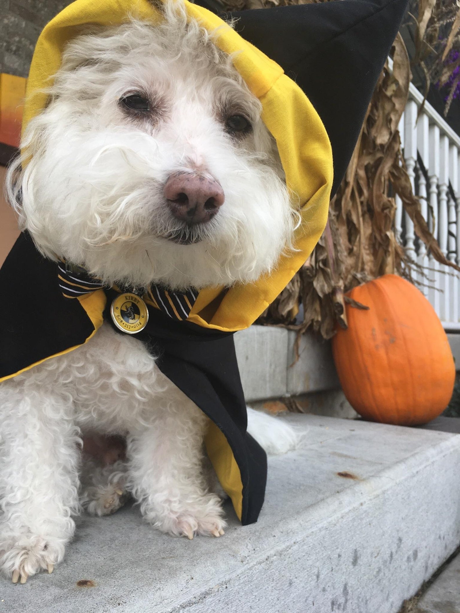 Le Black Wizard & Witch Robes for Dogs and Cat Halloween | Etsy