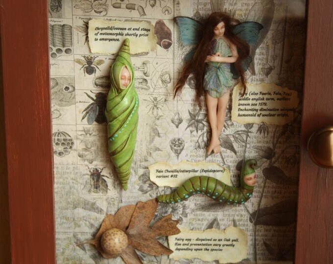 Fairy Life Cycle Shadow Box - Etsy