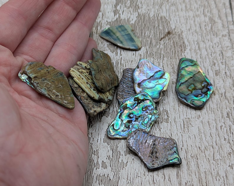 10 Wild New Zealand Rainbow Pāua Abalone Natural Shell Pieces ...