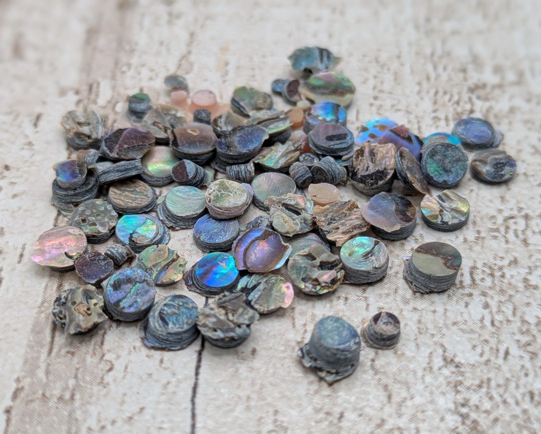 New Zealand Rainbow Pāua Abalone Shell Dots for Craft - Etsy