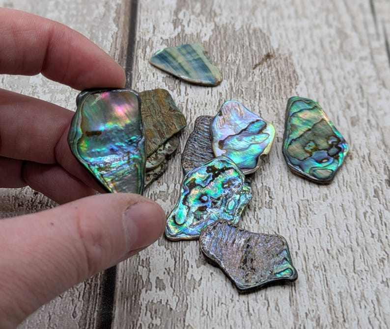 10 Wild New Zealand Rainbow Pāua Abalone Natural Shell Pieces ...