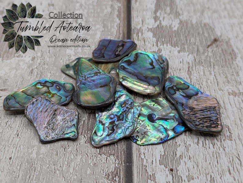 10 Wild New Zealand Rainbow Pāua Abalone Natural Shell Pieces ...
