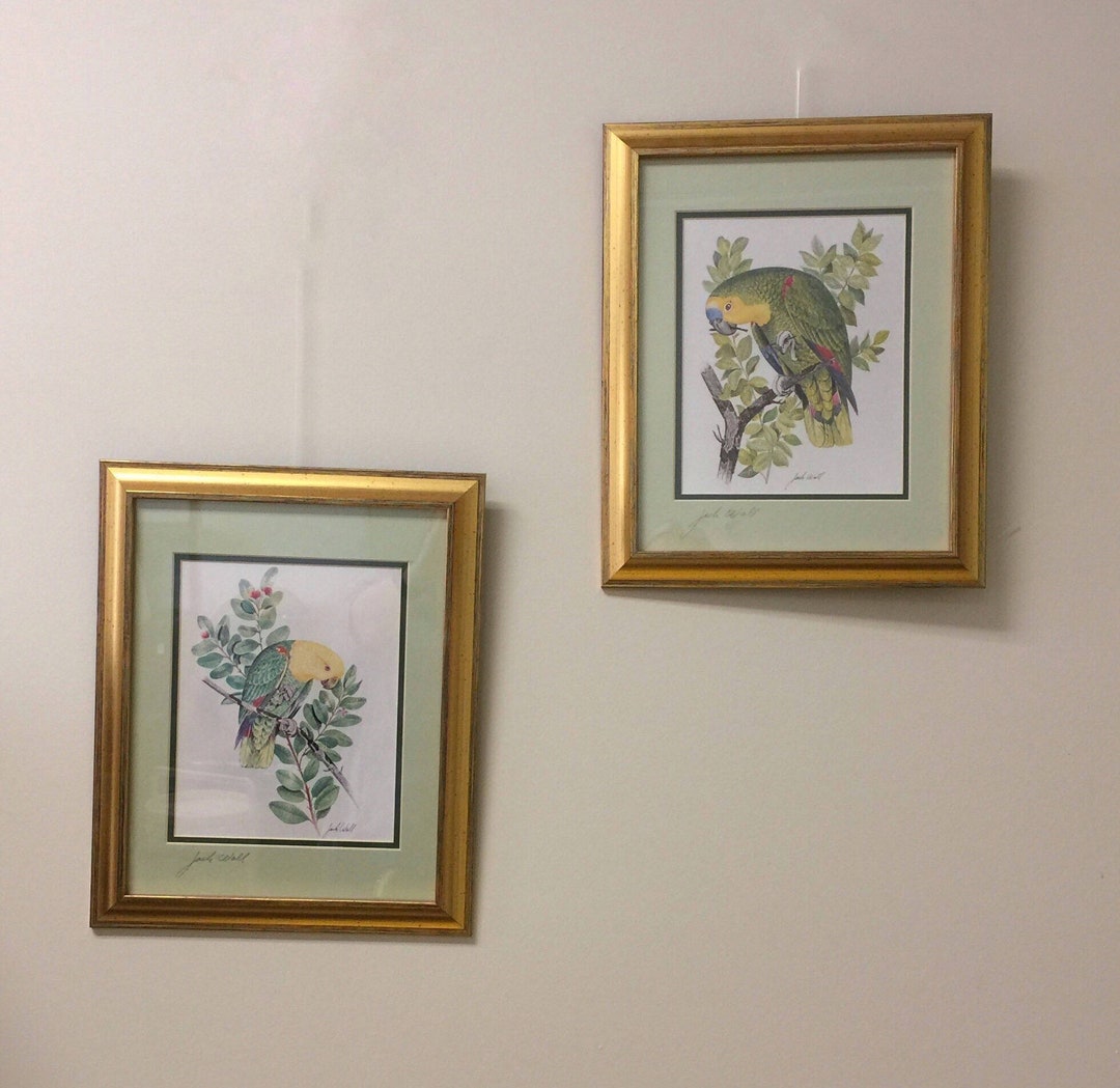 Parrot/parakeet/budgie Framed Prints (2) by Jack Wall - Signed ~ Gold ...