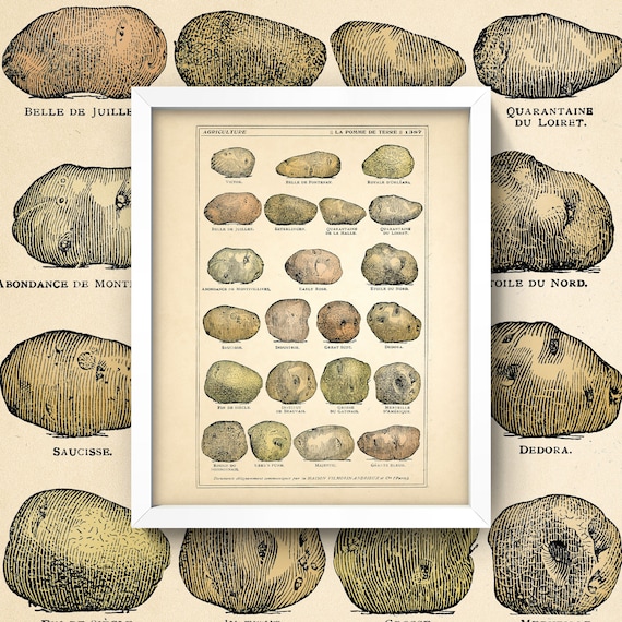 Potato Diagram
