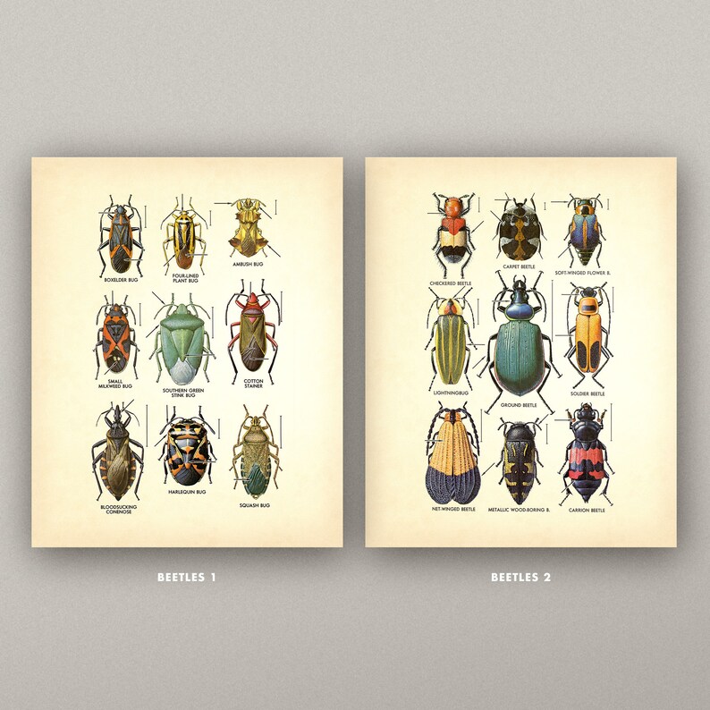 Beetles Diptych Vintage Insect Charts Individually or Buy | Etsy