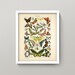 Antique Butterflies Print Vintage French Butterfly Diagram 4 Sizes ...