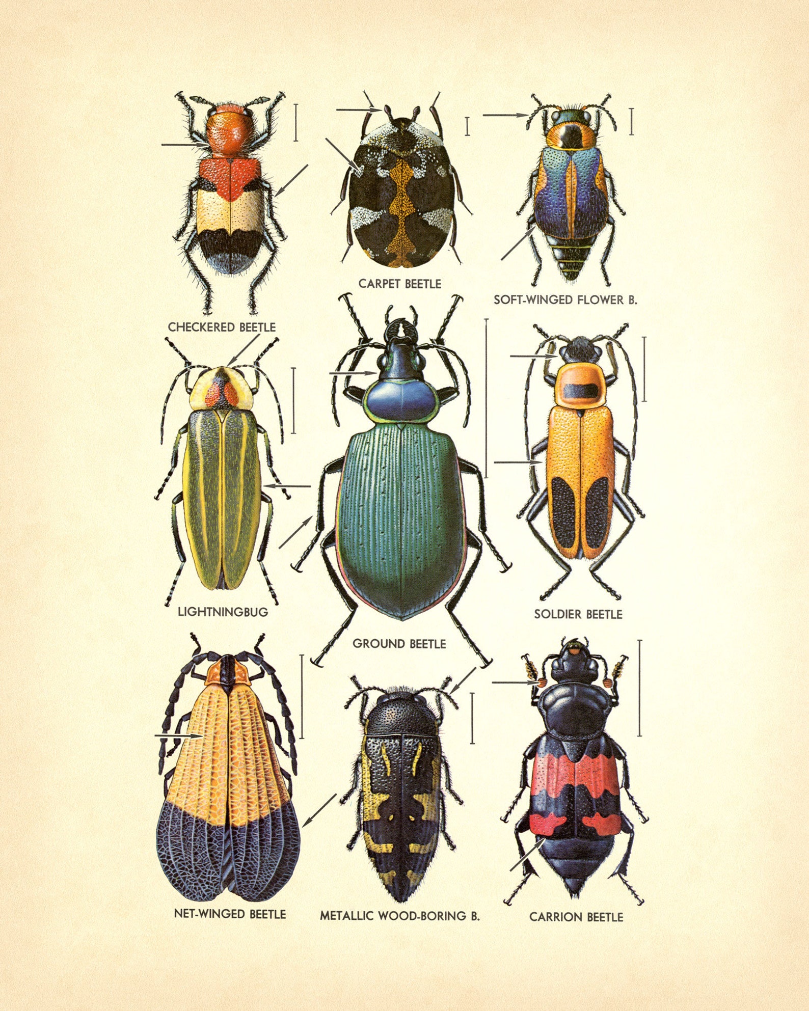 Beetles Diptych Vintage Insect Charts Individually or Buy | Etsy