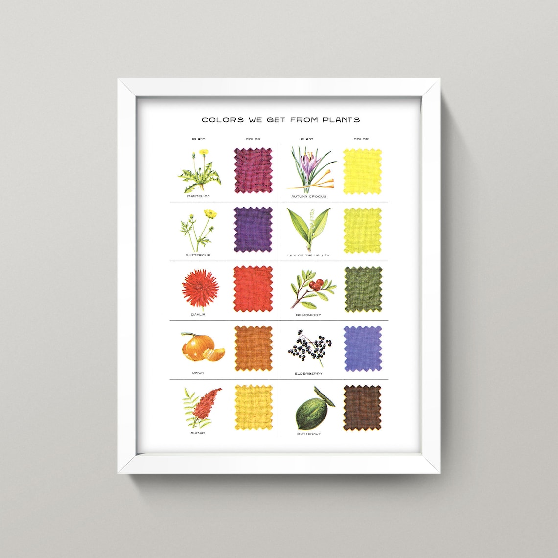 Natural Dyes Color Chart Vintage Plant Color Print 8X10 - Etsy