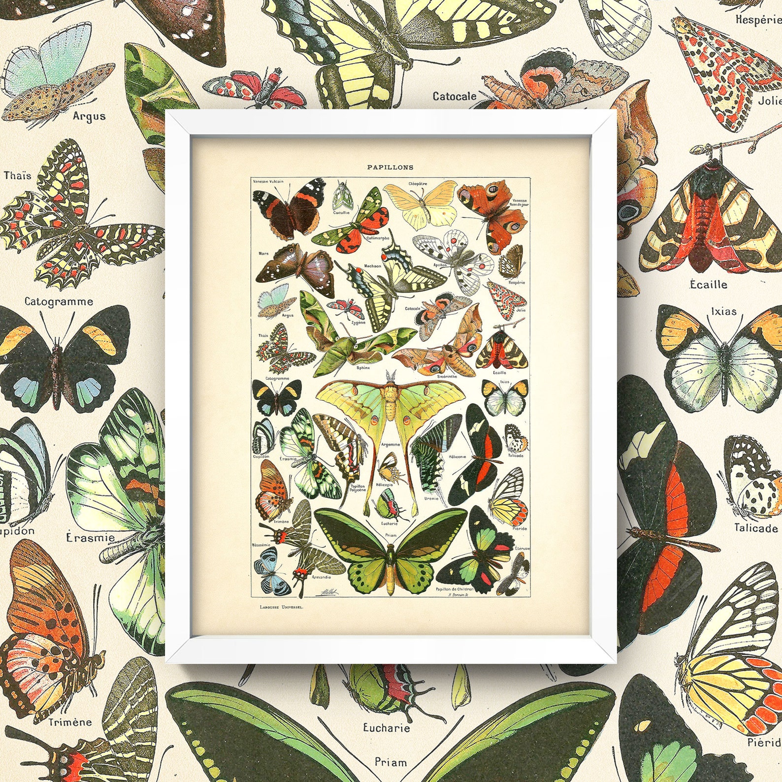 Antique Butterflies Print • Vintage French Butterfly Diagram • 4 Sizes ...