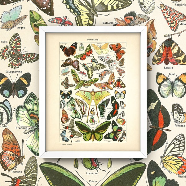 Antique Butterfly Prints - Etsy
