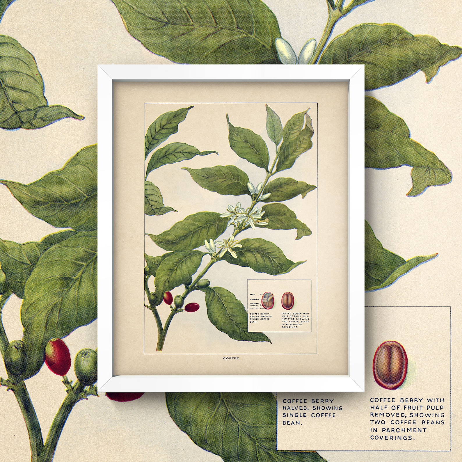 Coffee Botanical Print Antique Coffee Diagram 2 Sizes Vintage Kitchen ...