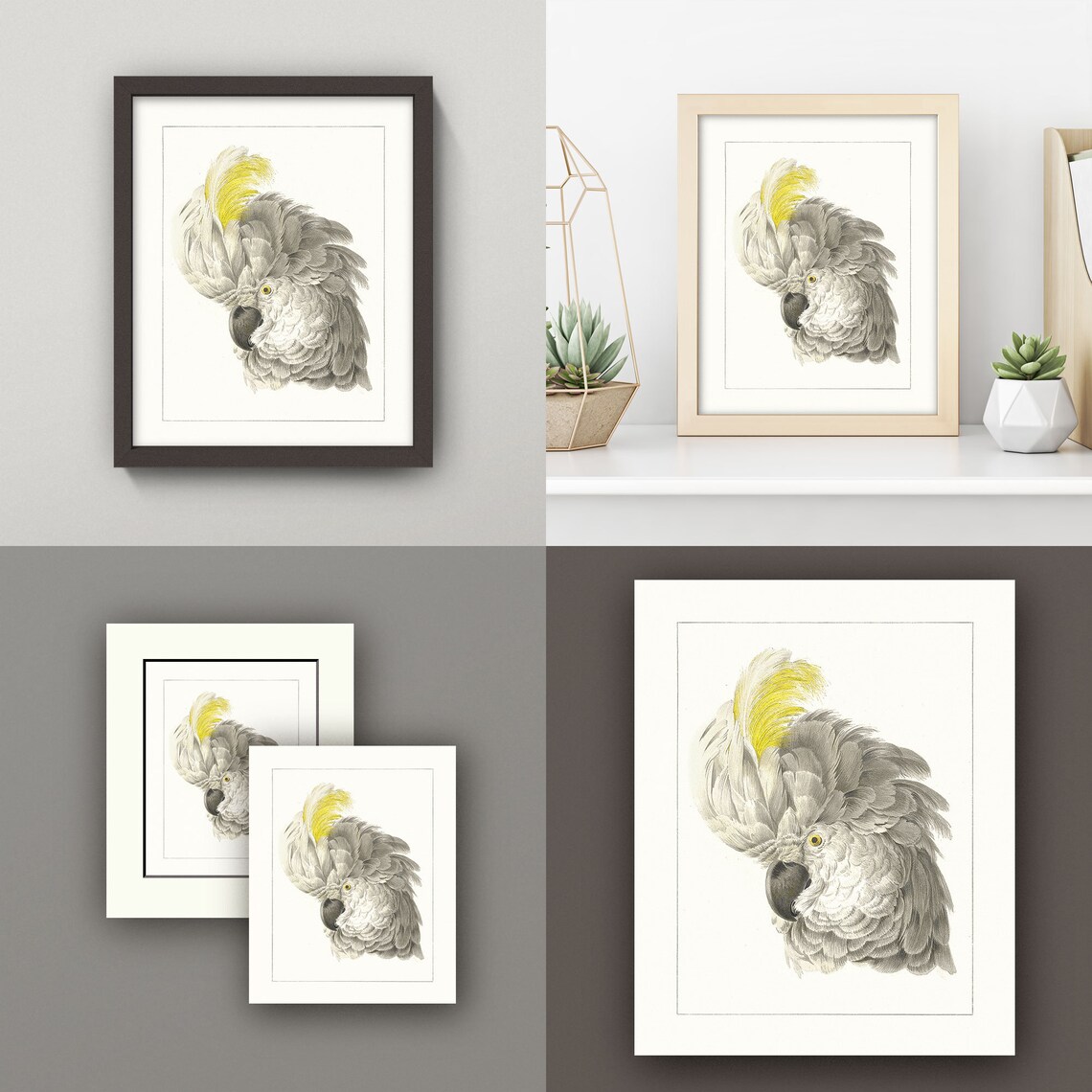 Cockatoo Print Vintage Cockatoo Wall Art 8X10 Print - Etsy