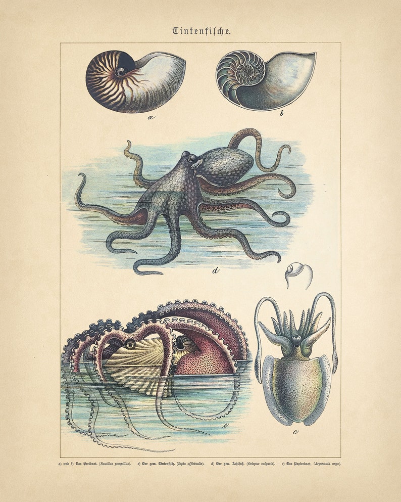 Octopus Print Antique German Octopus Chart 4 Sizes - Etsy