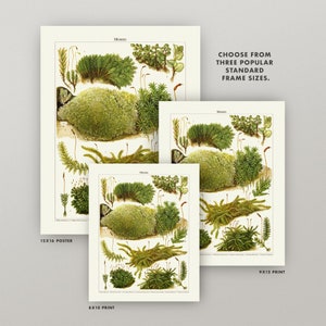 Vintage Moss Print • Antique Moss Botanical Print • 3 Sizes • Antique ...