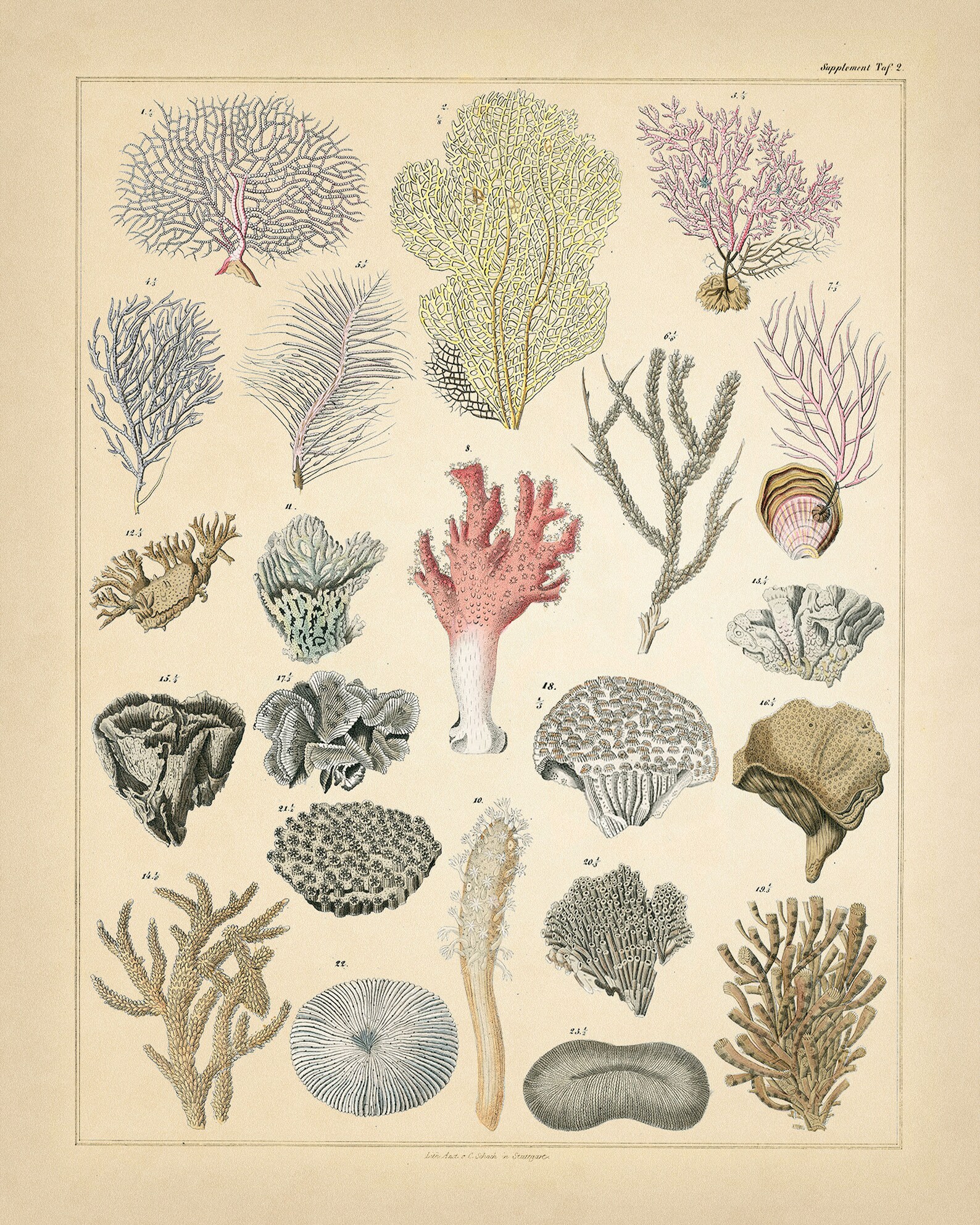 Coral Print • Antique Coral Botanical Wall Art • 4 Sizes! • Aquatic ...