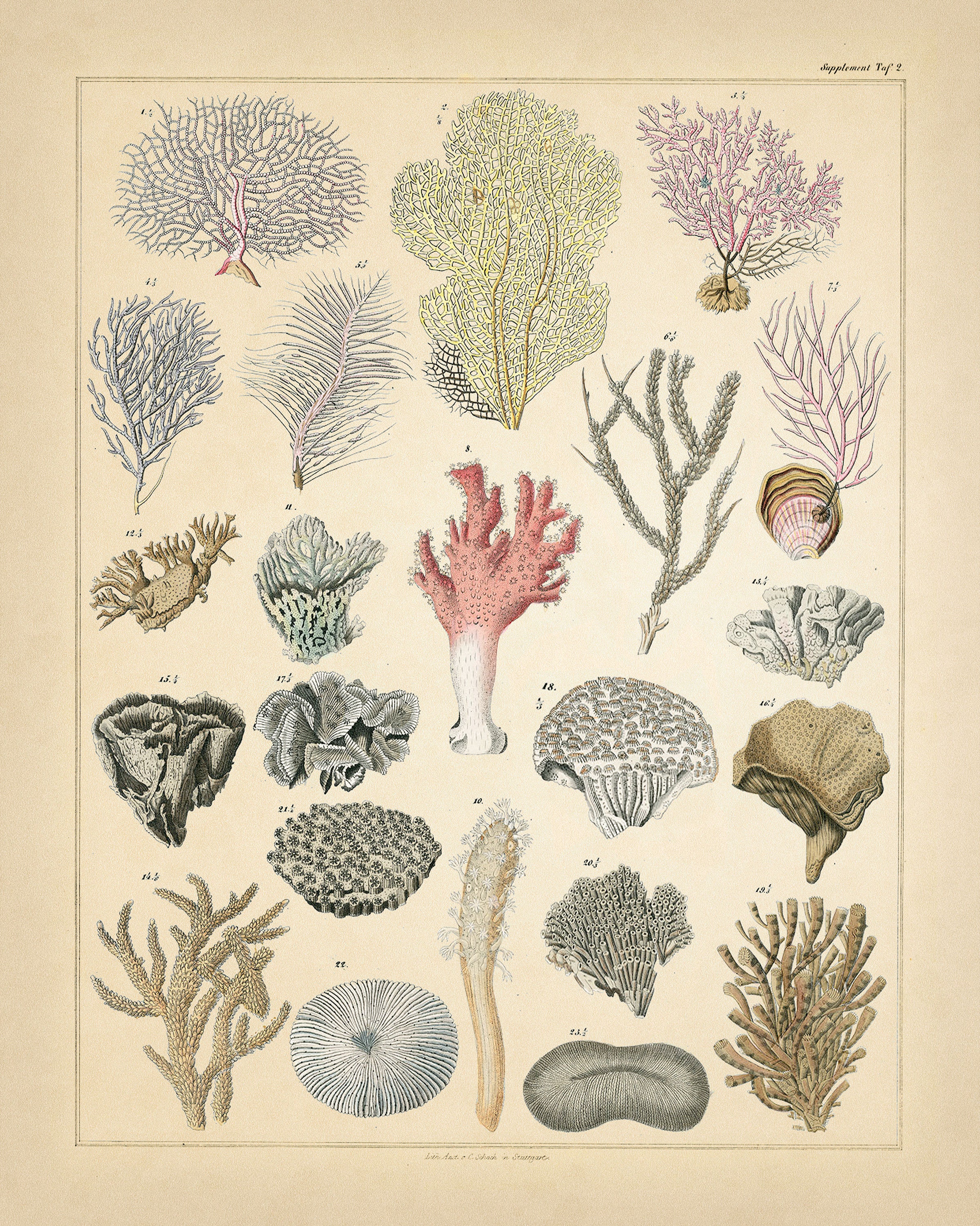 Coral Print • Antique Coral Botanical Wall Art • 4 Sizes! • Aquatic ...