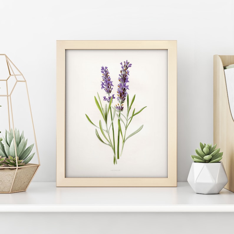 Lavender Print Vintage Lavender Art 4 Sizes Antique - Etsy