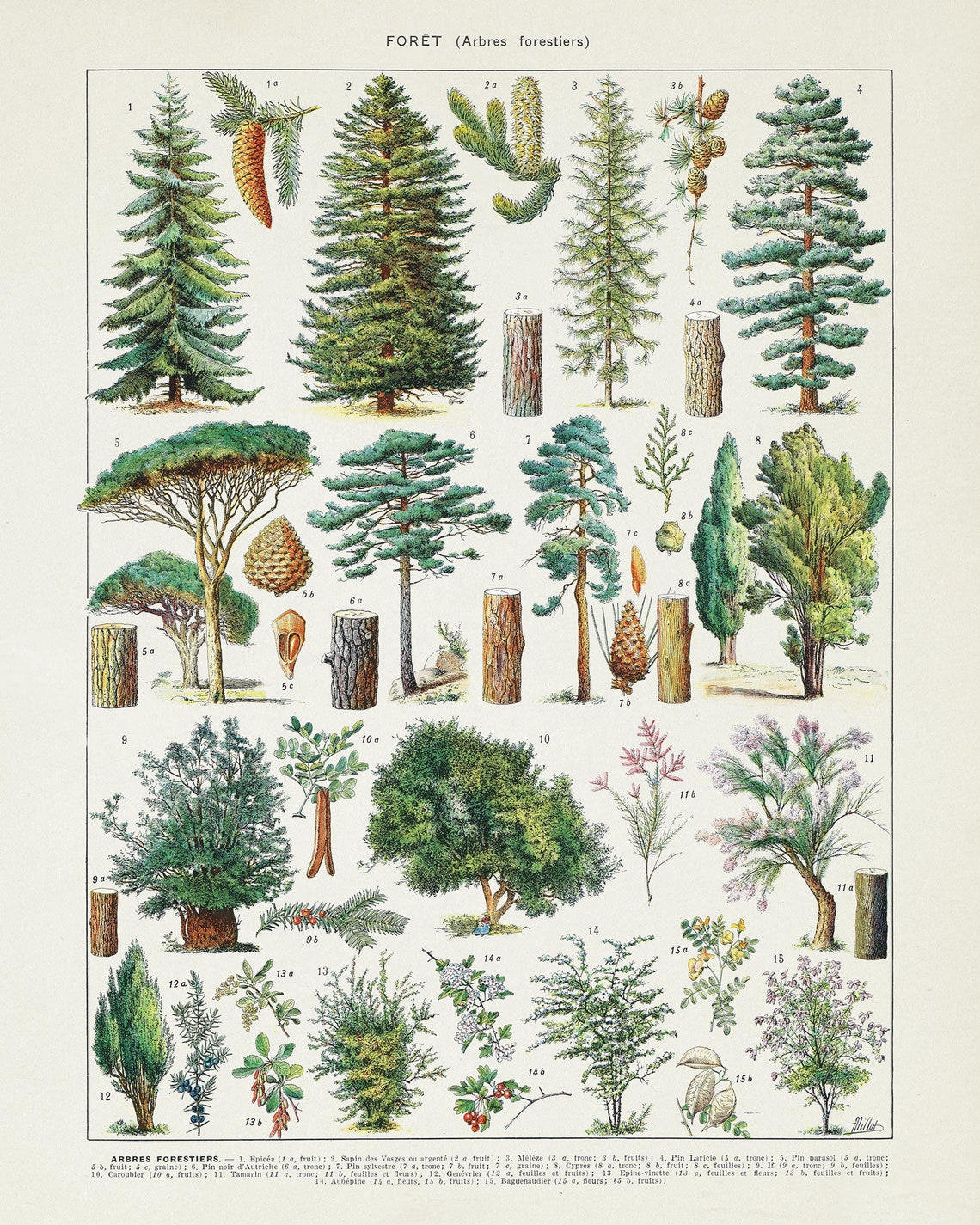 Antique Tree Chart Vintage Tree Print 4 Sizes French | Etsy Canada