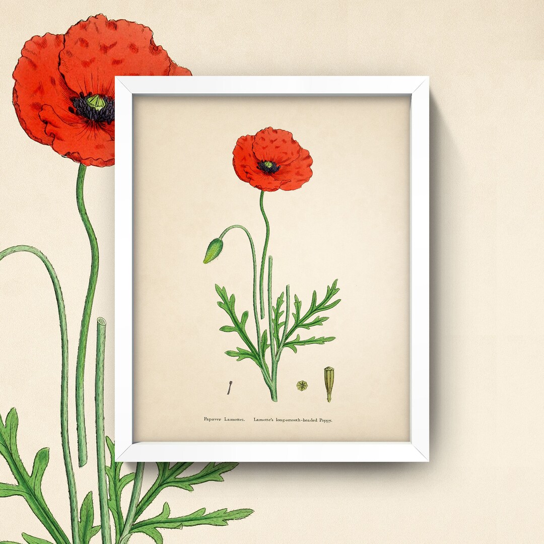 Poppy Print • Vintage Poppy Flower Botanical Art • 4 Sizes! • Antique ...