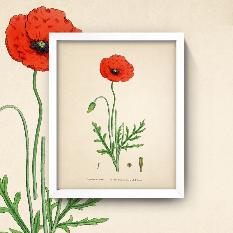 Poppy Print - Etsy