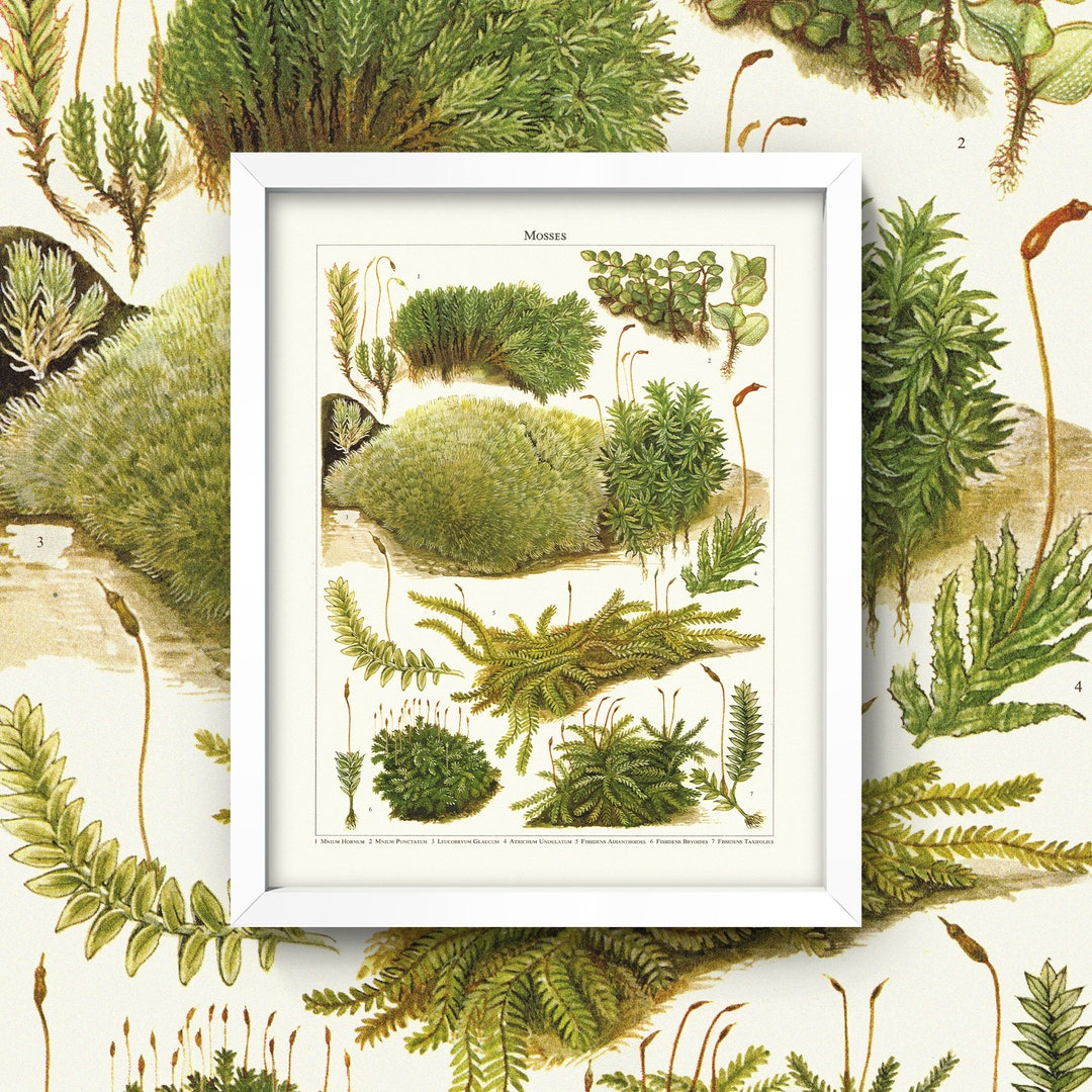 Vintage Moss Print Antique Moss Botanical Print 3 Sizes Antique Mosses ...