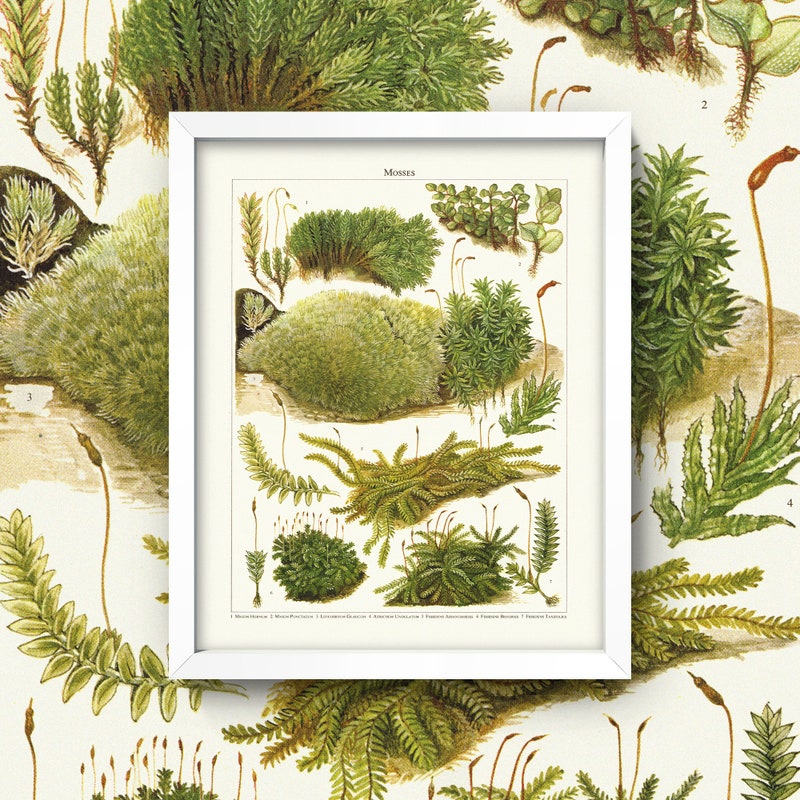 Moss Print - Etsy