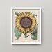 Vintage Sunflower Print or Poster Antique Sunflower Wall Art 4 Sizes ...