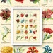 The Language of Flowers Antique Victorian Flower Diagram 4 Sizes ...