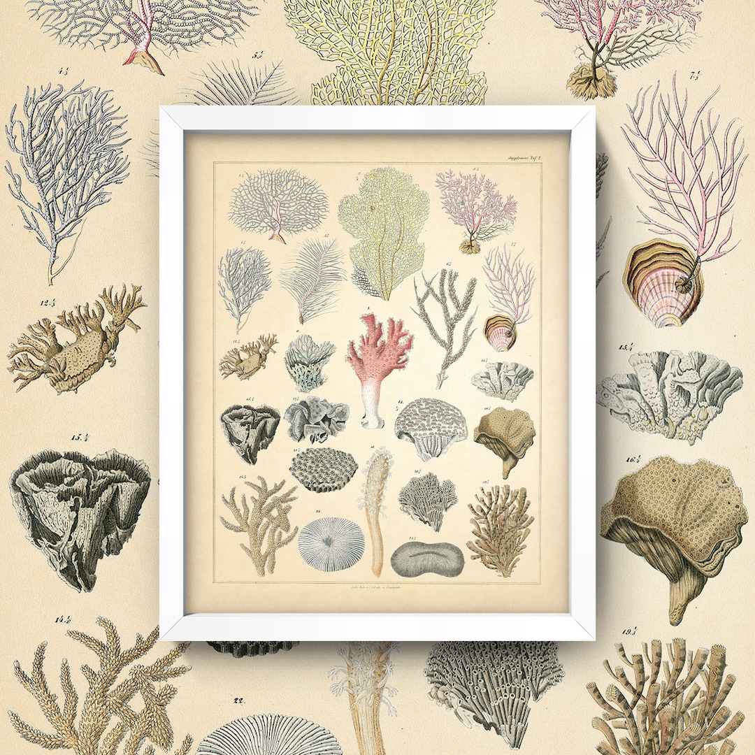 Coral Print • Antique Coral Botanical Wall Art • 4 Sizes! • Aquatic ...