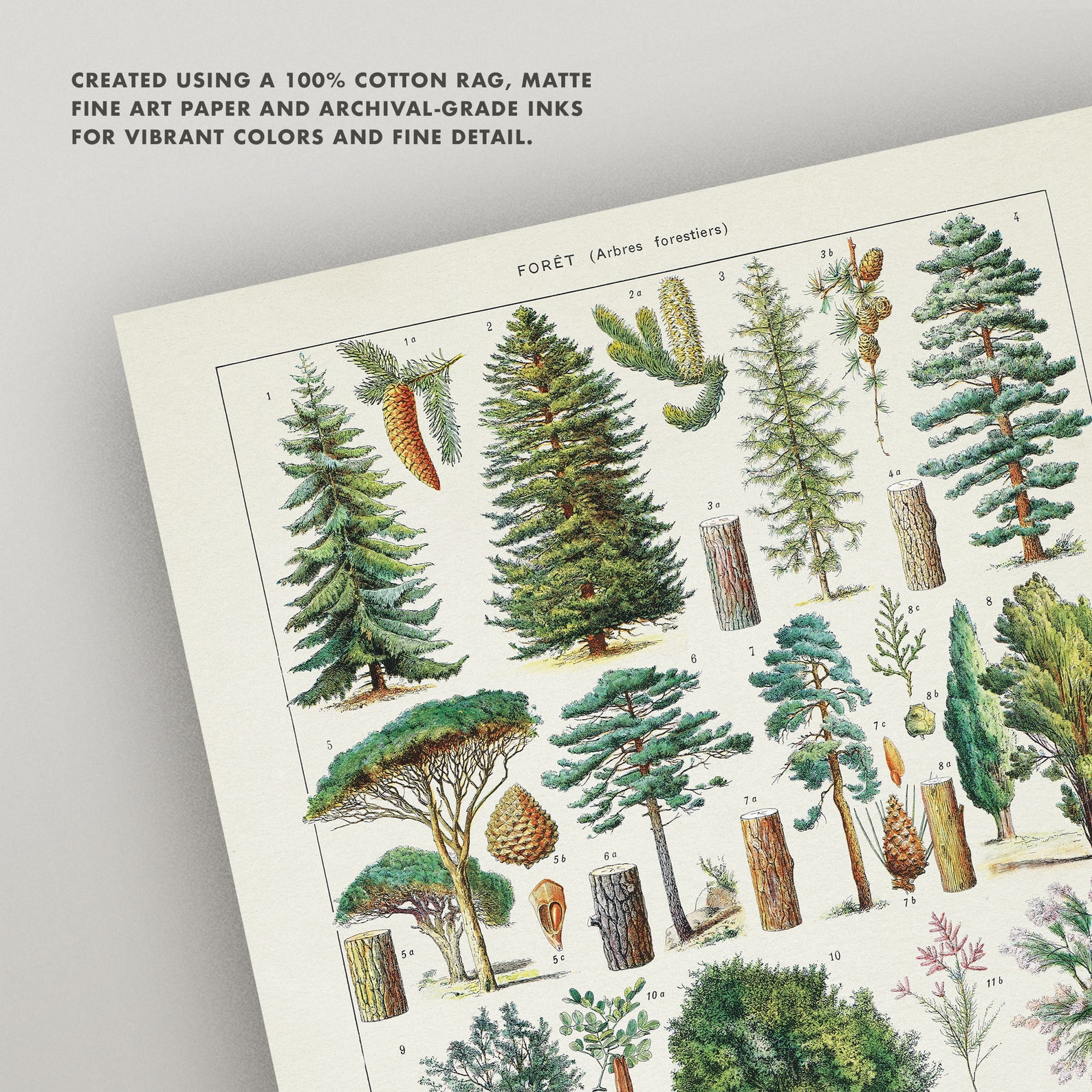 Antique Tree Chart Vintage Tree Print 4 Sizes French - Etsy Canada