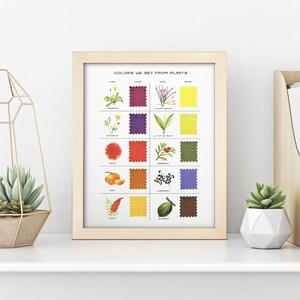 Vintage Plant Dye Color Chart • 8x10 Print / Wall Art • High Quality ...
