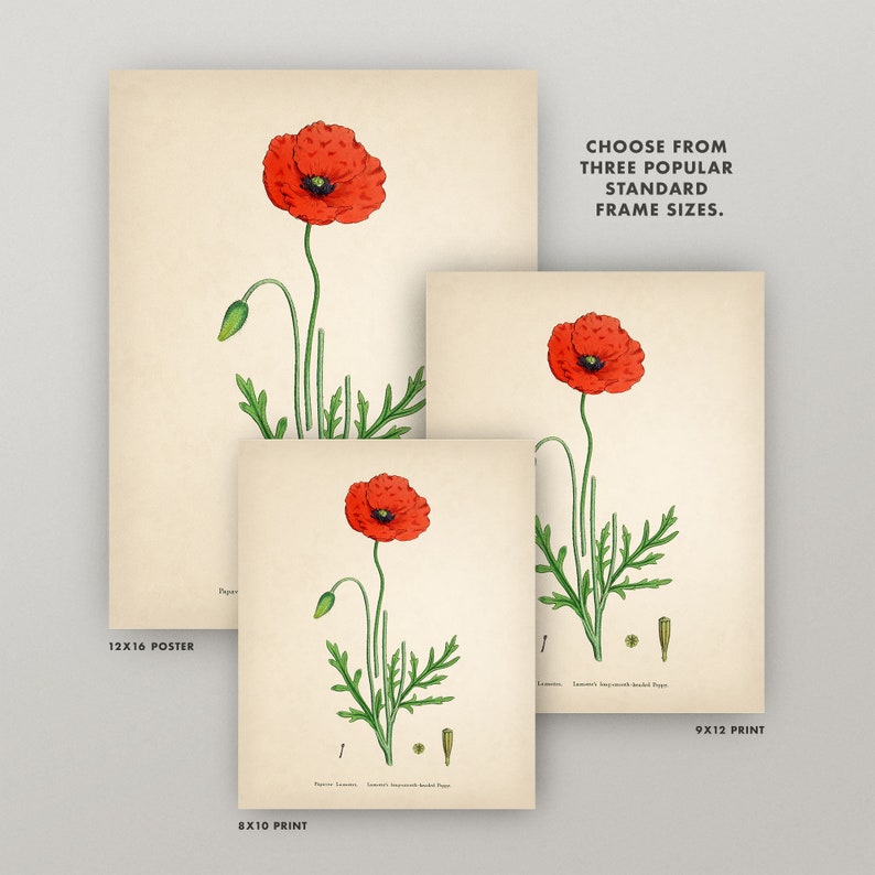 Poppy Print Vintage Poppy Flower Botanical Art 4 Sizes | Etsy