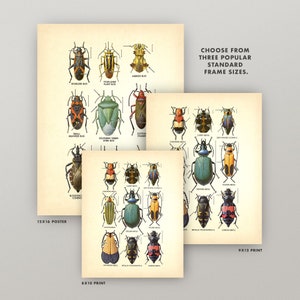 Beetles Diptych • Vintage Insect Charts • Individually or Buy as a Set ...