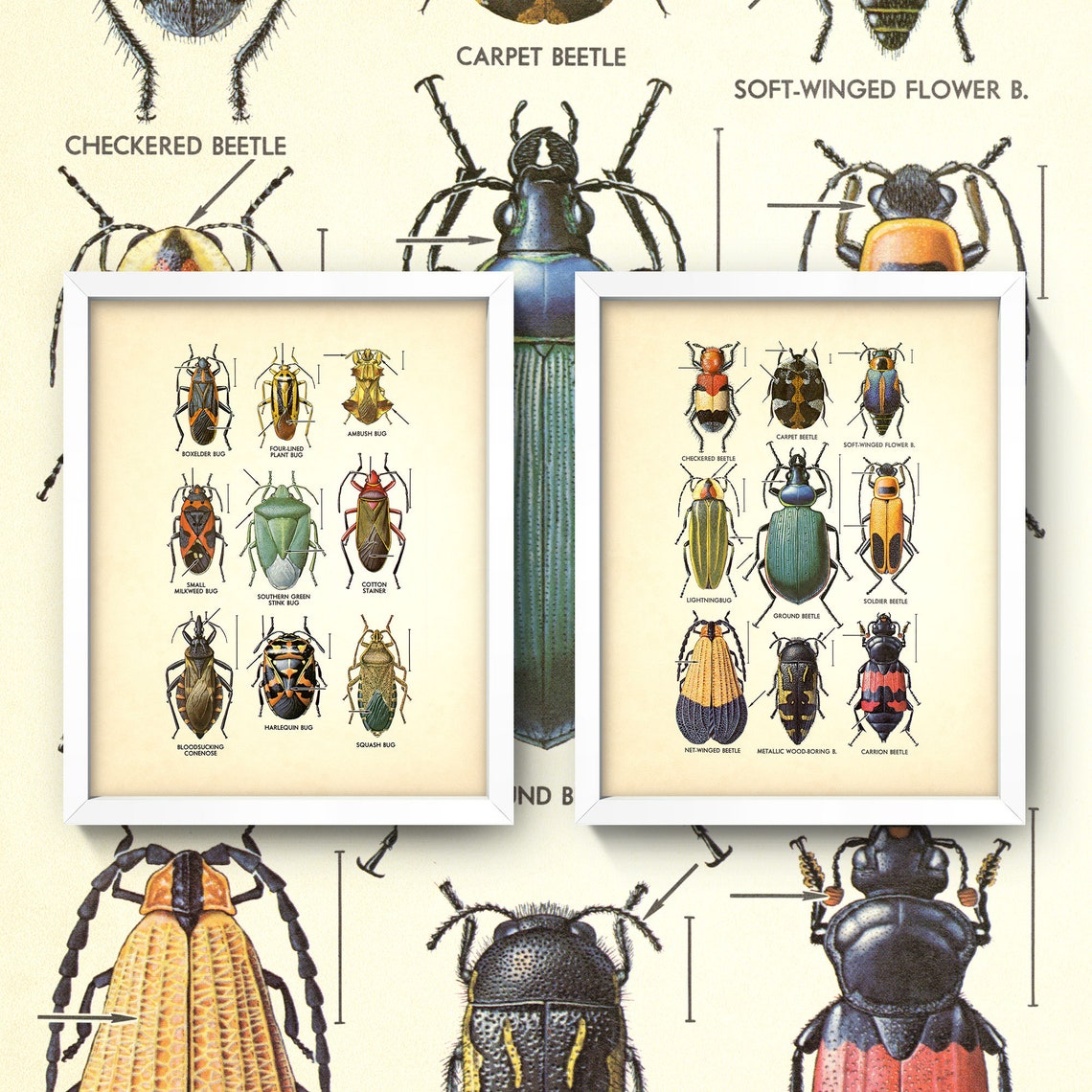 Beetles Diptych Vintage Insect Charts Individually or Buy | Etsy