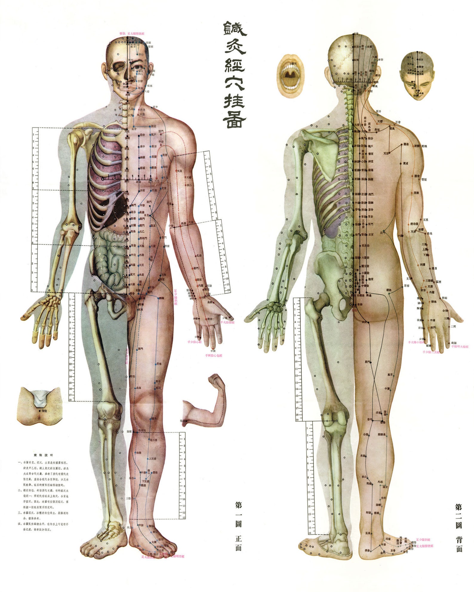 Acupuncture Chart Print • Choose From 5 Sizes! • Vintage Acupuncture ...