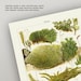 Vintage Moss Print • Antique Moss Botanical Print • 3 Sizes • Antique ...