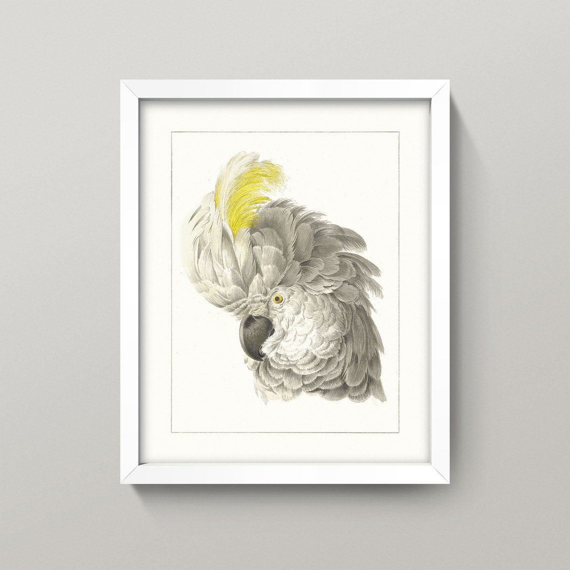 Cockatoo Print Vintage Cockatoo Wall Art 8X10 Print - Etsy