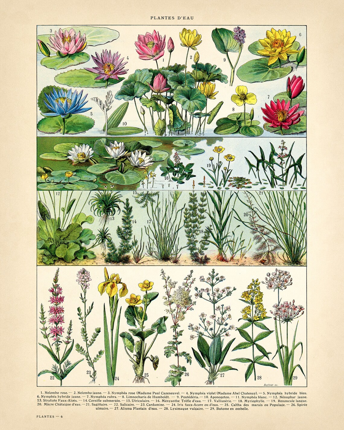 Aquatic Plants Print • 4 Sizes! • Antique French Chart • Plantes D’eau ...