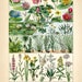 Aquatic Plants Print • 4 Sizes! • Antique French Chart • Plantes D’eau ...