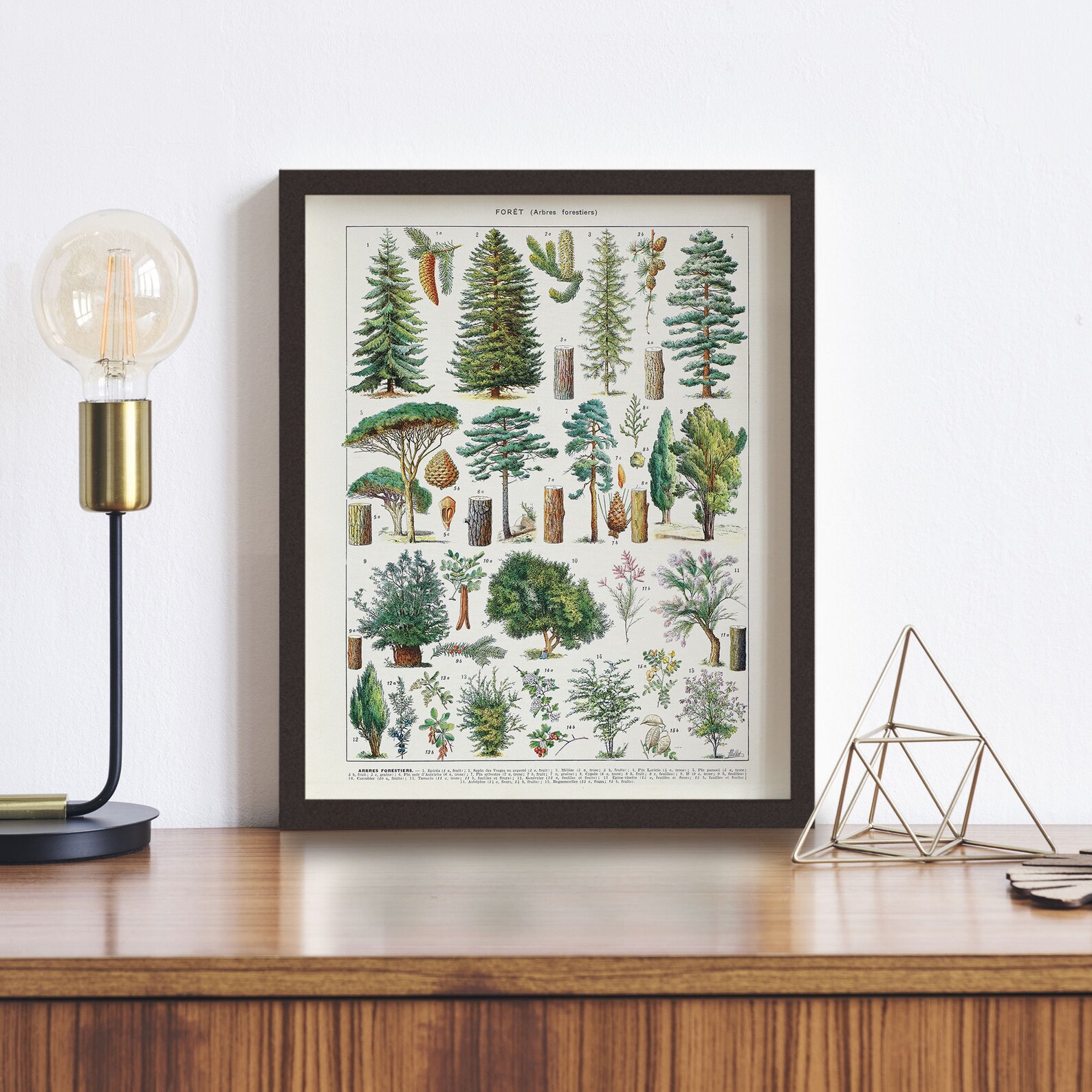 Antique Tree Chart • Vintage Tree Print • 4 Sizes! • French Tree ...