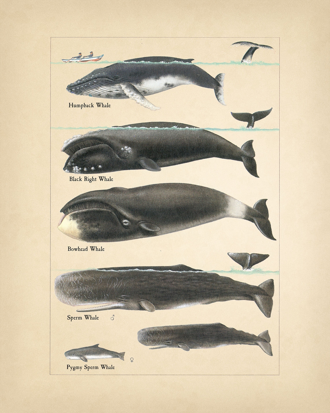 Whale Print • Antique Whale Wall Art • 4 Sizes! • Vintage Whale Chart ...
