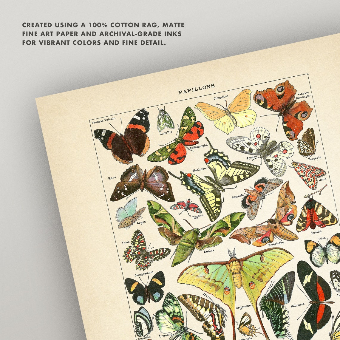 Antique Butterflies Print • Vintage French Butterfly Diagram • 4 Sizes ...
