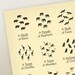 Animal Collective Chart Poster 4 Sizes Animal Chart Animal Diagram ...