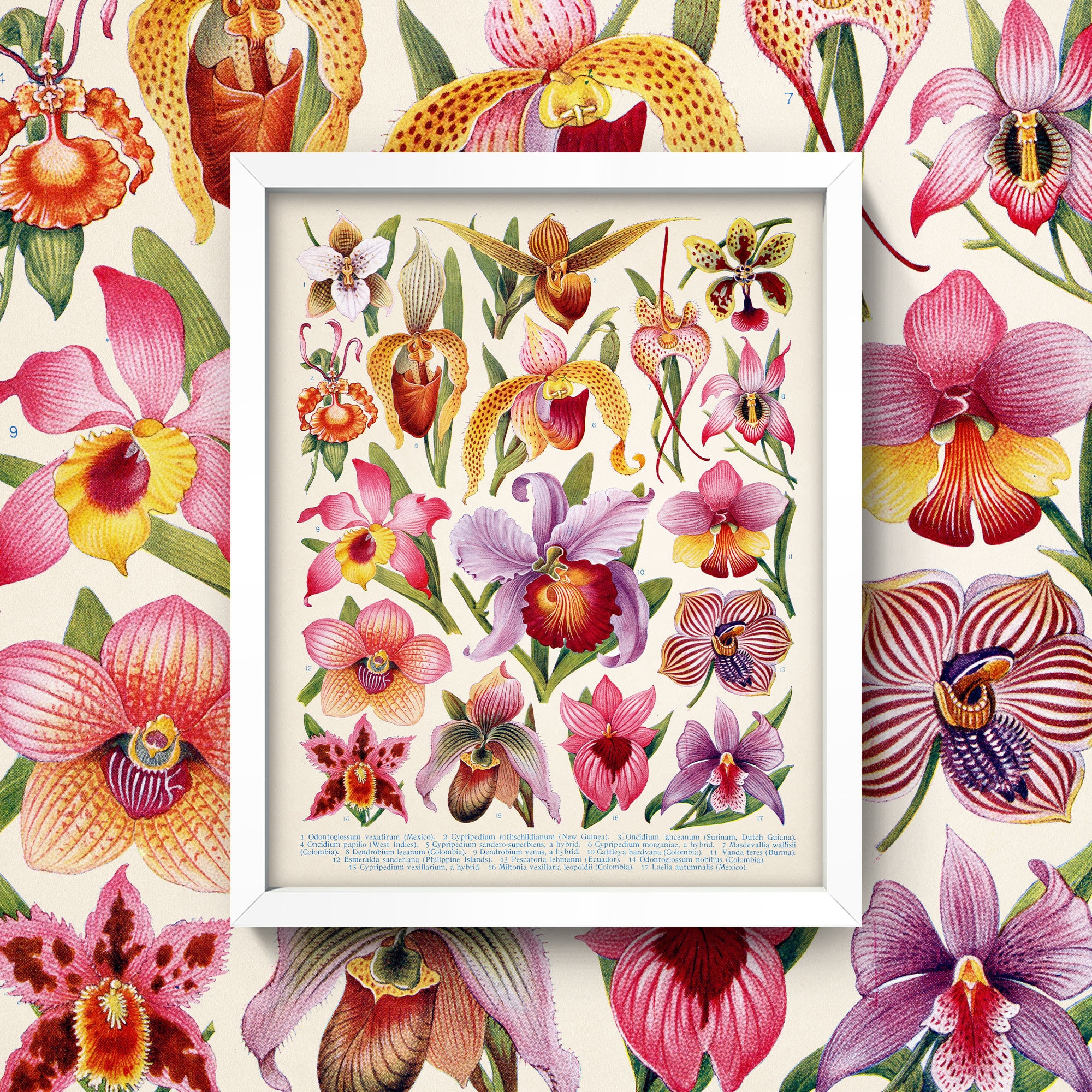 Orchid Chart Print 4 Sizes Vintage Orchid Print Antique | Etsy