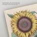 Vintage Sunflower Print or Poster Antique Sunflower Wall Art 4 Sizes ...