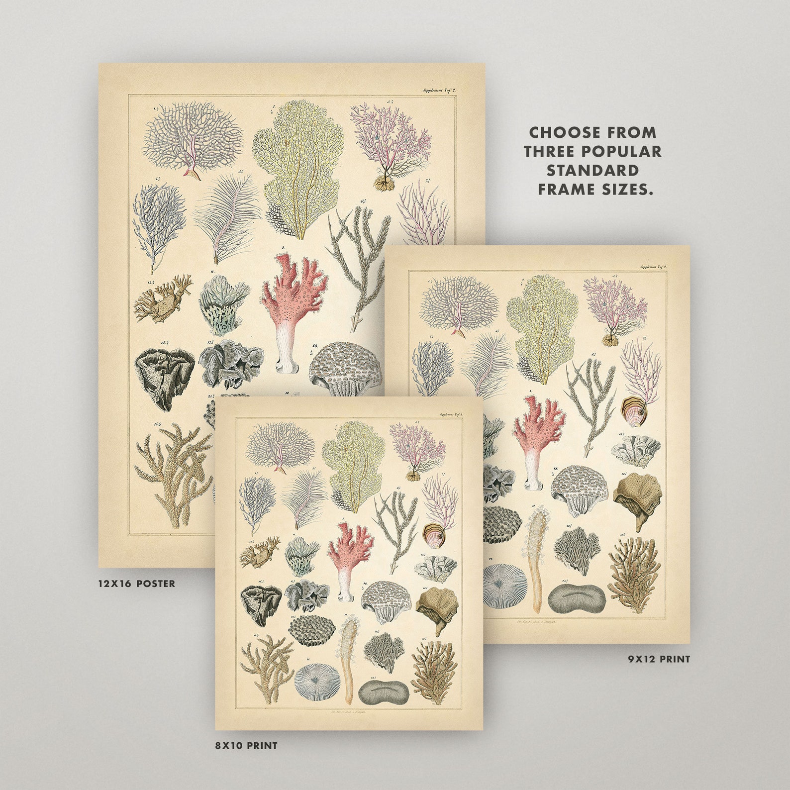 Coral Print • Antique Coral Botanical Wall Art • 4 Sizes! • Aquatic ...