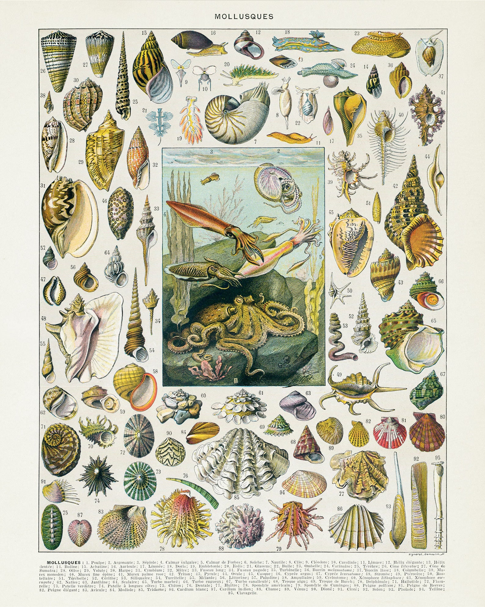 Antique Aquatic Life Print • Vintage Ocean Life Chart • 5 Sizes ...