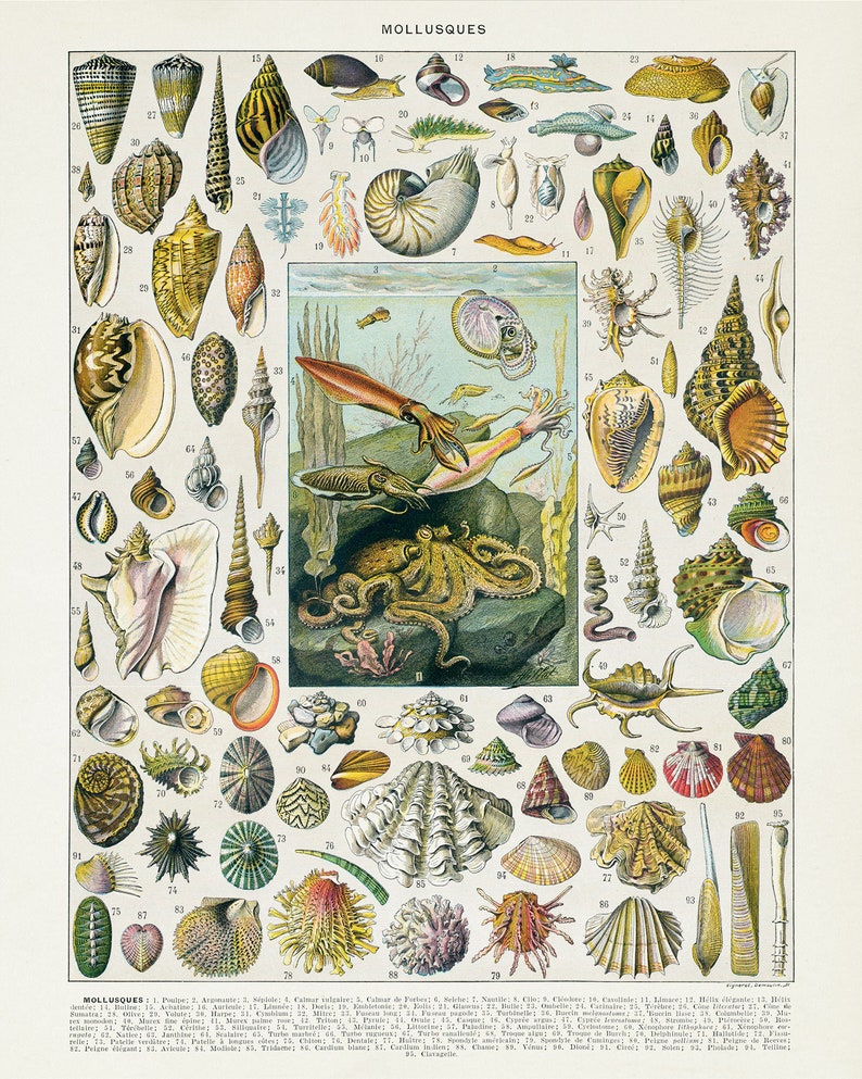 Antique Aquatic Life Print • Vintage Ocean Life Chart • 5 Sizes ...