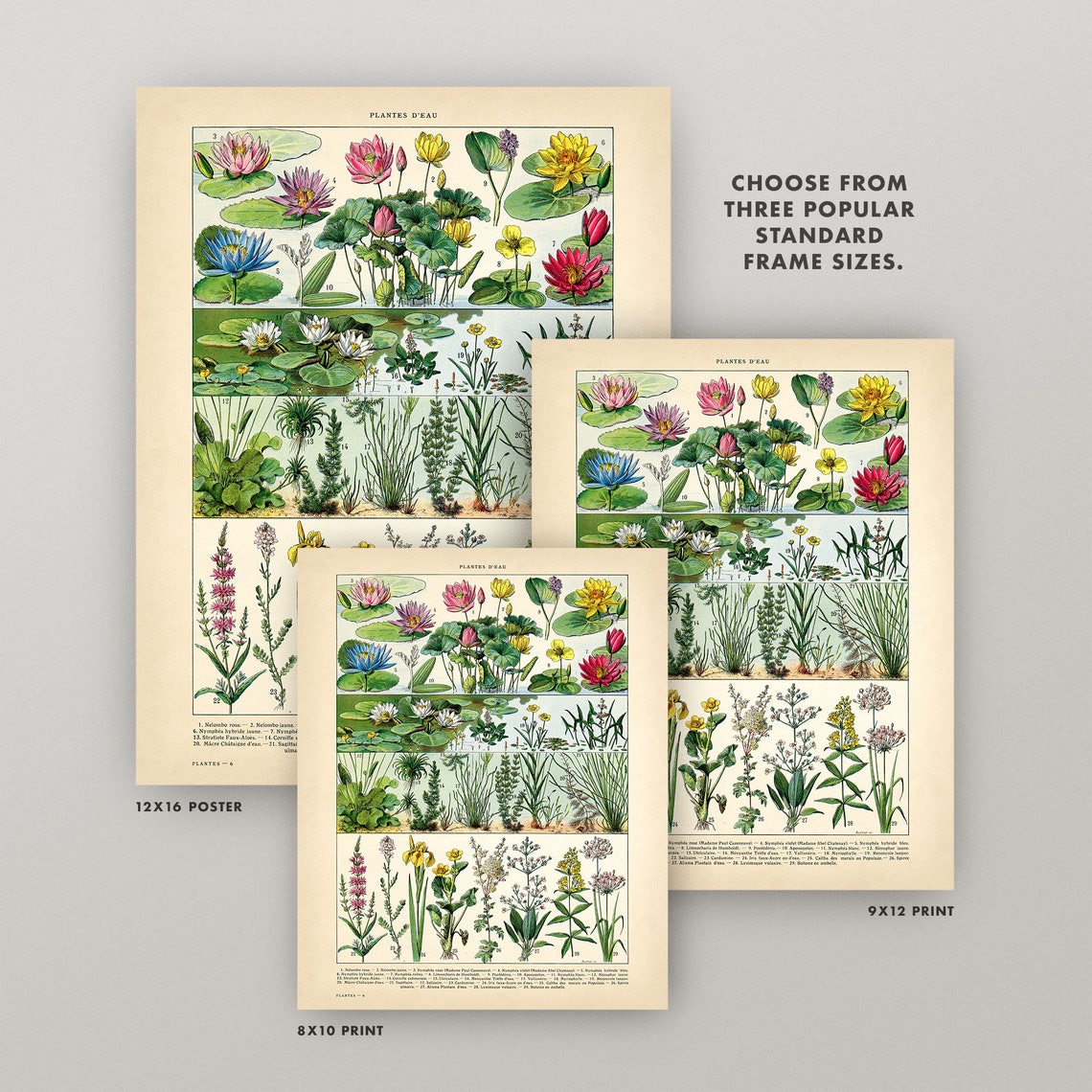 Aquatic Plants Print • 4 Sizes! • Antique French Chart • Plantes D’eau ...