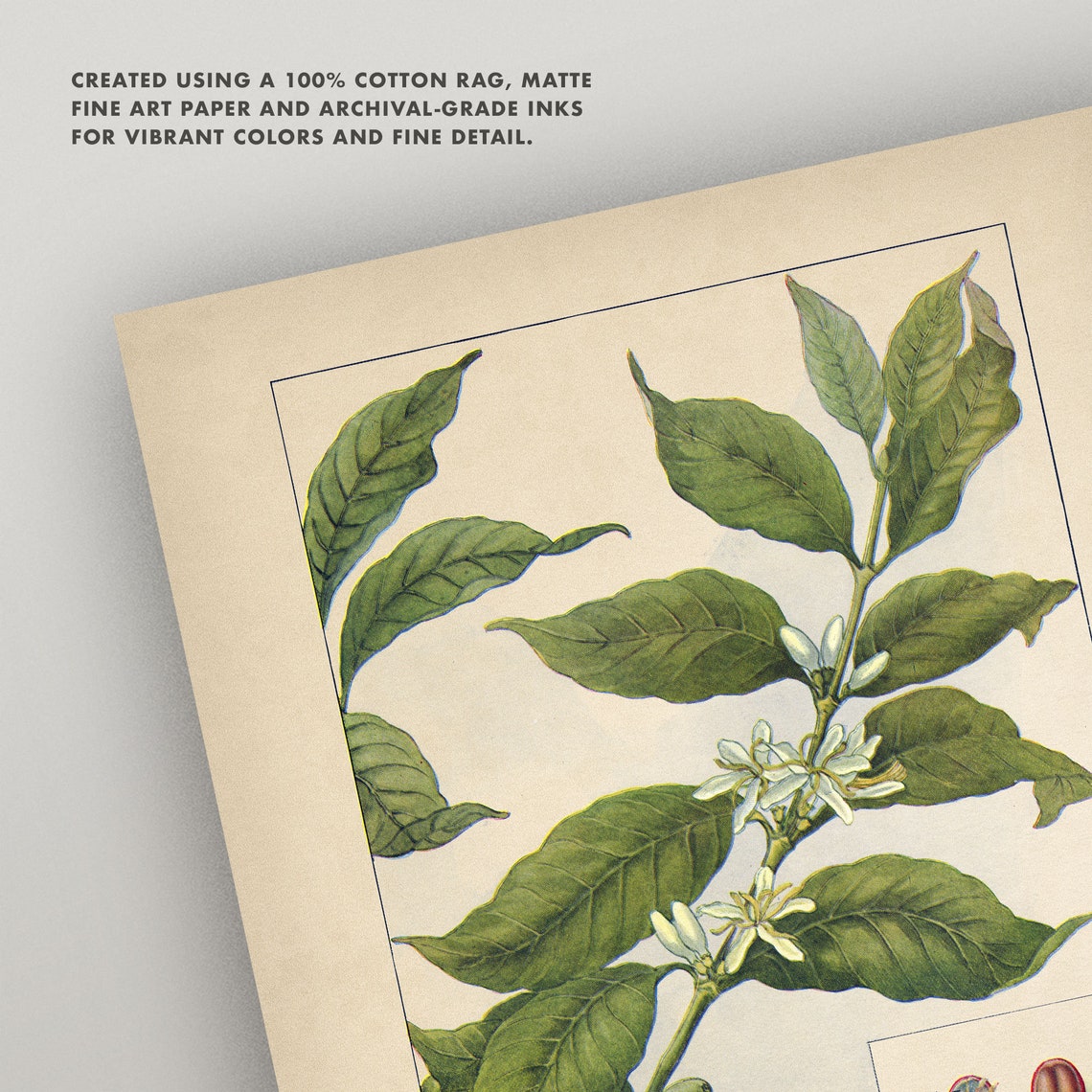 Coffee Botanical Print • Antique Coffee Diagram • 2 Sizes! • Vintage ...